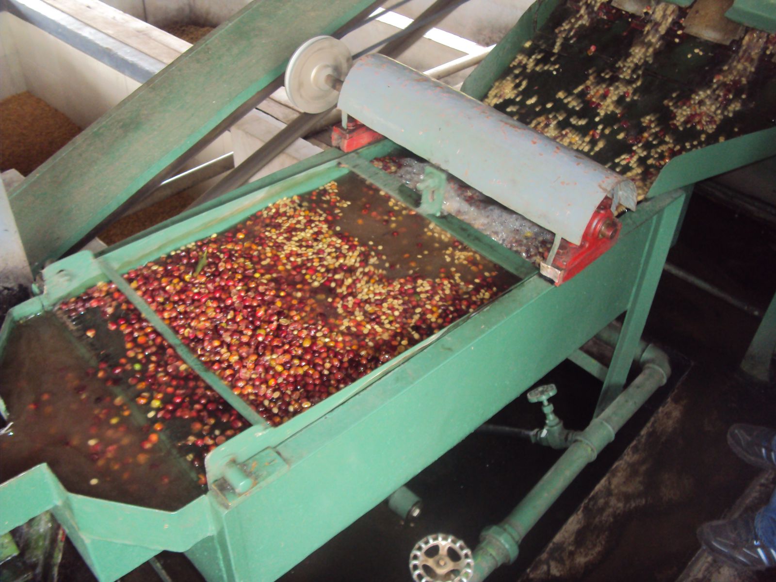 Proses pasca panen - KOPIPARTI